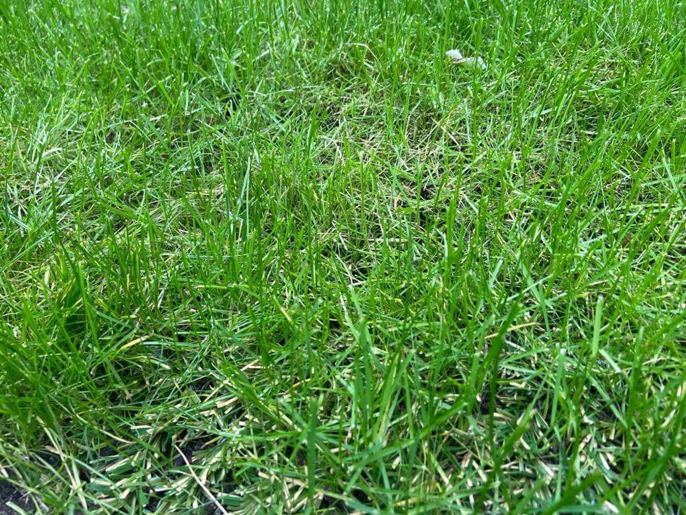 Urban Hybrid in the Netherlands